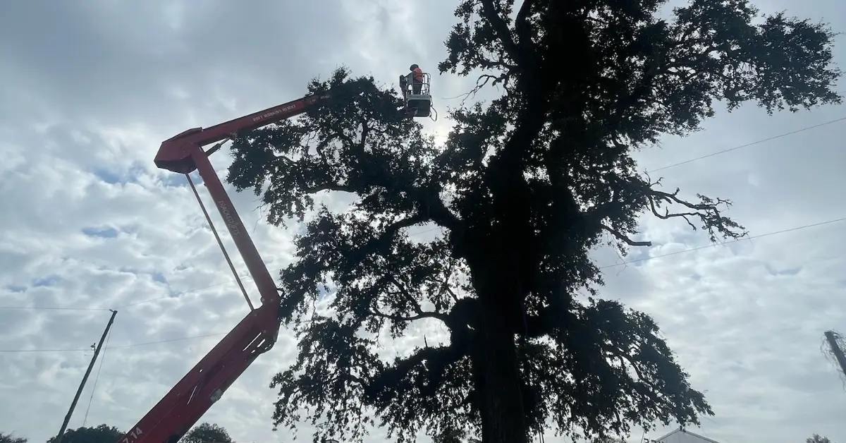 Tree Trimming & Pruning | SNG Tree Service | Southern MS
